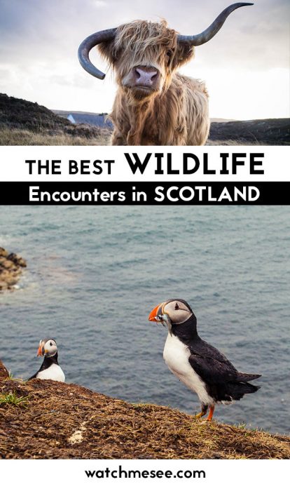 The Best Places to see Wildlife in Scotland - Watch Me See