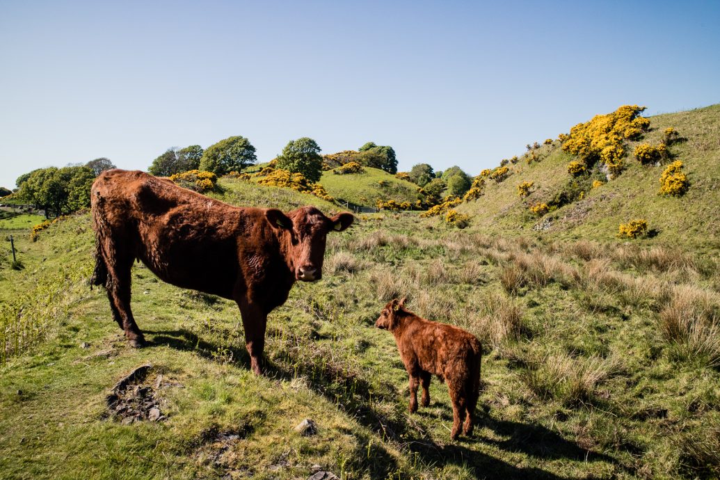 West Island Way: Solo Hiking & Wild Camping on Bute